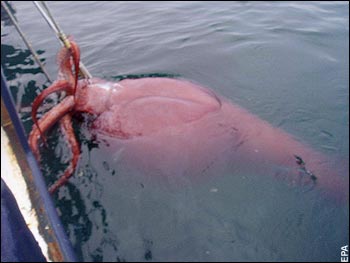 Mind Sorbet: Slicing & Dicing Colossal Squid on Science Webcam